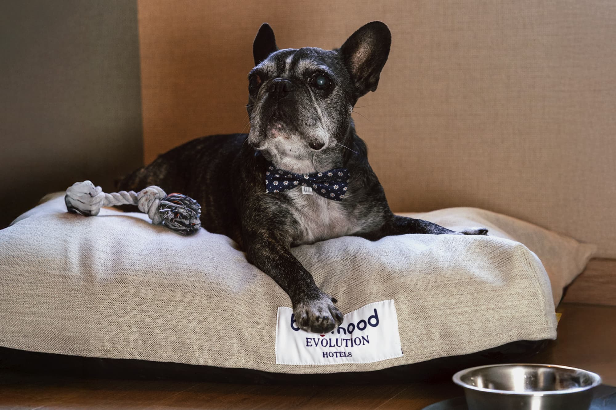 Pet Welcome Room - Room in Lisbon | EVOLUTION Valbom